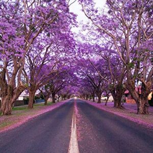 20+ Purple Jacaranda Mimosifolia Flowers Tree Seeds Plant Home Garden