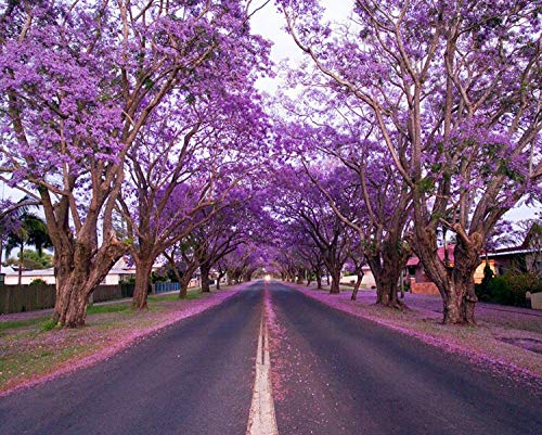 20+ Purple Jacaranda Mimosifolia Flowers Tree Seeds Plant Home Garden