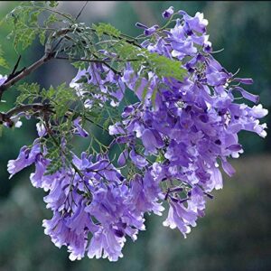 20+ Purple Jacaranda Mimosifolia Flowers Tree Seeds Plant Home Garden