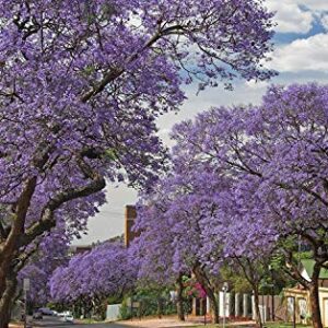 20+ Purple Jacaranda Mimosifolia Flowers Tree Seeds Plant Home Garden