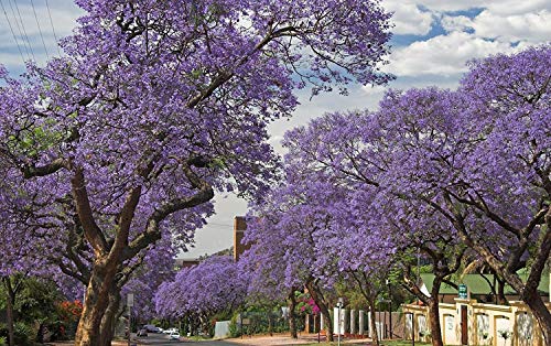 20+ Purple Jacaranda Mimosifolia Flowers Tree Seeds Plant Home Garden