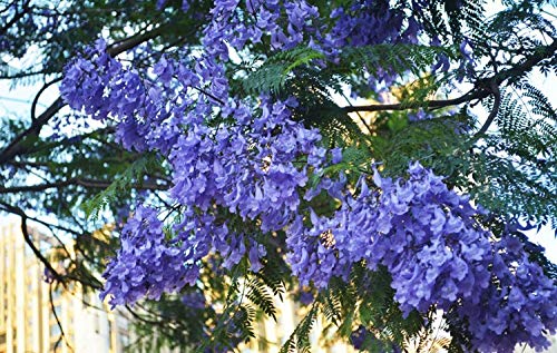 20+ Purple Jacaranda Mimosifolia Flowers Tree Seeds Plant Home Garden