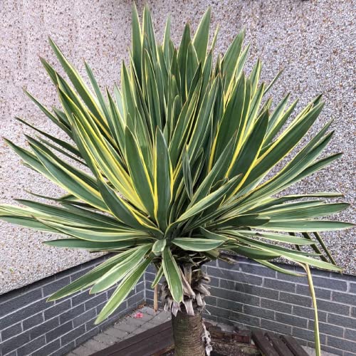 CHUXAY GARDEN Yucca Gloriosa,Spanish Dagger 30 Seeds Yucca Gloriosa 'Aureovariegata' Evergreen Shrub Growing to 2.5 m Low-Maintenance