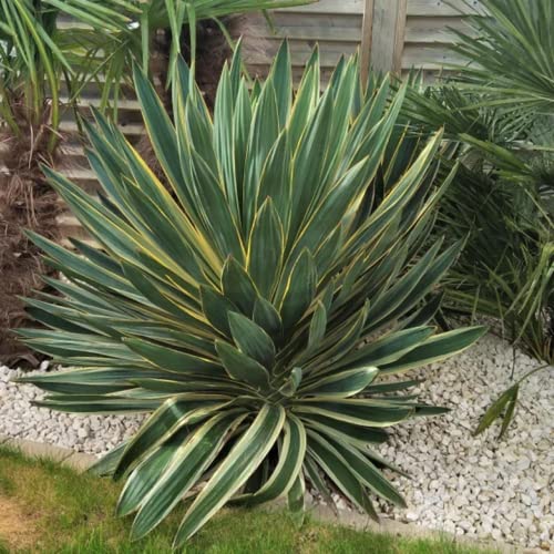 CHUXAY GARDEN Yucca Gloriosa,Spanish Dagger 30 Seeds Yucca Gloriosa 'Aureovariegata' Evergreen Shrub Growing to 2.5 m Low-Maintenance