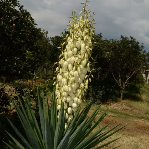 CHUXAY GARDEN Yucca Gloriosa,Spanish Dagger 30 Seeds Yucca Gloriosa 'Aureovariegata' Evergreen Shrub Growing to 2.5 m Low-Maintenance