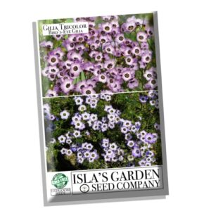 gilia birds-eye flower seeds for planting, 2500+ flower seeds per packet, (isla’s garden seeds), non gmo & heirloom seeds, scientific name: gilia tricolor, great home flower garden gift