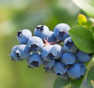 Jewel Blueberry Plants Live Sweet Berries Tree 5 to 7 Inches Ornaments Perennial Garden Simple to Grow Pot