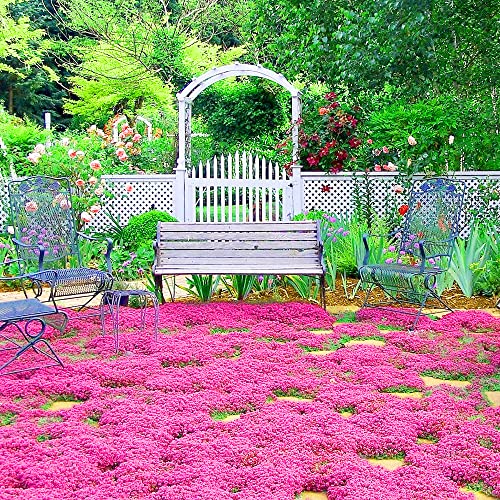 QAUZUY GARDEN Red Creeping Thyme 200 Seeds Fragrant Lawn Cover/Groundcover Seeds Hardy Drought Salt Tolerant Fast-Growing Low-Maintenace Perennial Evergreen Herbs