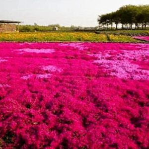 QAUZUY GARDEN Red Creeping Thyme 200 Seeds Fragrant Lawn Cover/Groundcover Seeds Hardy Drought Salt Tolerant Fast-Growing Low-Maintenace Perennial Evergreen Herbs