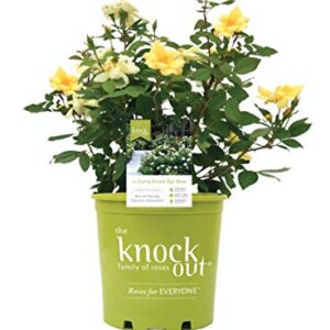 Star Roses Knockout Series 11892 Star Series Roses Knock Out, 3 Gallon, Sunny Knockout