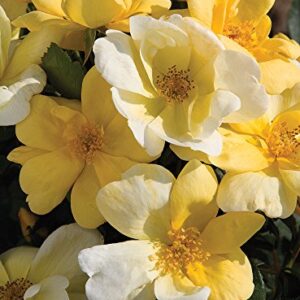 Star Roses Knockout Series 11892 Star Series Roses Knock Out, 3 Gallon, Sunny Knockout