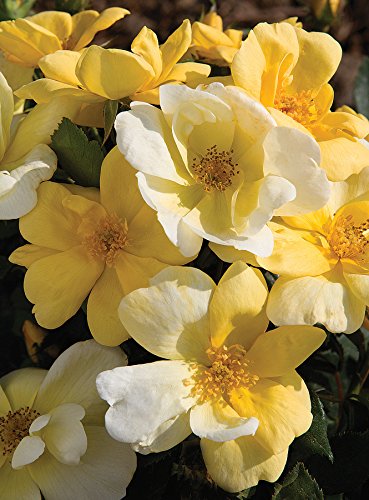 Star Roses Knockout Series 11892 Star Series Roses Knock Out, 3 Gallon, Sunny Knockout