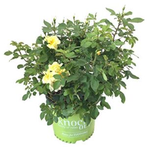 Star Roses Knockout Series 11892 Star Series Roses Knock Out, 3 Gallon, Sunny Knockout