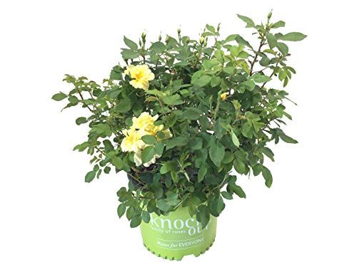 Star Roses Knockout Series 11892 Star Series Roses Knock Out, 3 Gallon, Sunny Knockout