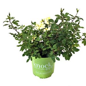 Star Roses Knockout Series 11892 Star Series Roses Knock Out, 3 Gallon, Sunny Knockout