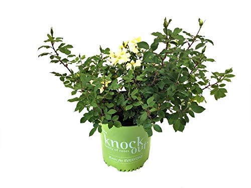 Star Roses Knockout Series 11892 Star Series Roses Knock Out, 3 Gallon, Sunny Knockout