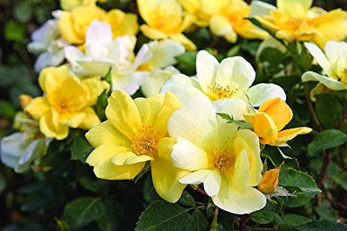 Star Roses Knockout Series 11892 Star Series Roses Knock Out, 3 Gallon, Sunny Knockout