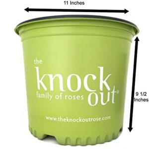 Star Roses Knockout Series 11892 Star Series Roses Knock Out, 3 Gallon, Sunny Knockout