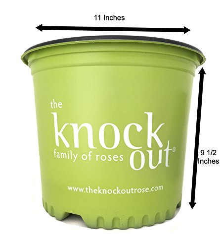 Star Roses Knockout Series 11892 Star Series Roses Knock Out, 3 Gallon, Sunny Knockout