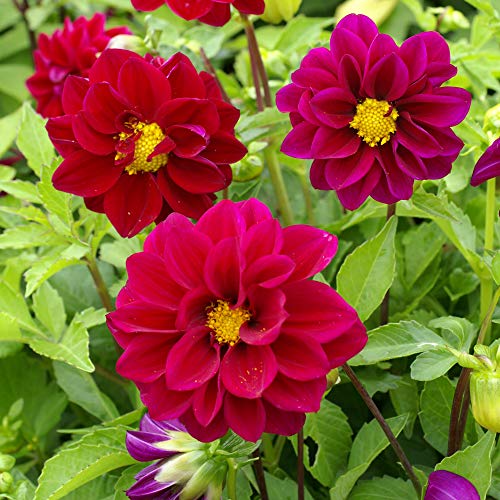 Outsidepride Dahlia Opera Violet Garden Cut Flower Seeds Great for Bouquets & Dried Floral Arrangements - 200 Seeds