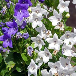 outsidepride balloon flower white platycodon grandiflorus garden plant seed – 1000 seeds