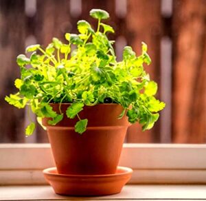 coriander cilantro magnum seeds for planting herb garden 500+ seeds