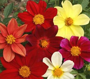 david’s garden seeds flower dahlia dwarf single mix (multi) 50 non-gmo, open pollinated seeds