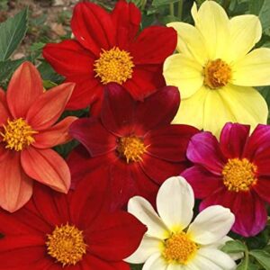 David's Garden Seeds Flower Dahlia Dwarf Single Mix (Multi) 50 Non-GMO, Open Pollinated Seeds