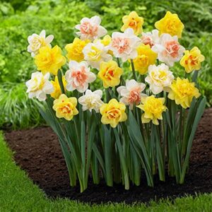 QAUZUY GARDEN Fresh 100pcs Mixed Double Petals Narcissus Daffodil Flower Seeds Perennial Flower Showy Plant Drought Tolerant Easy to Grow Attract Pollinators