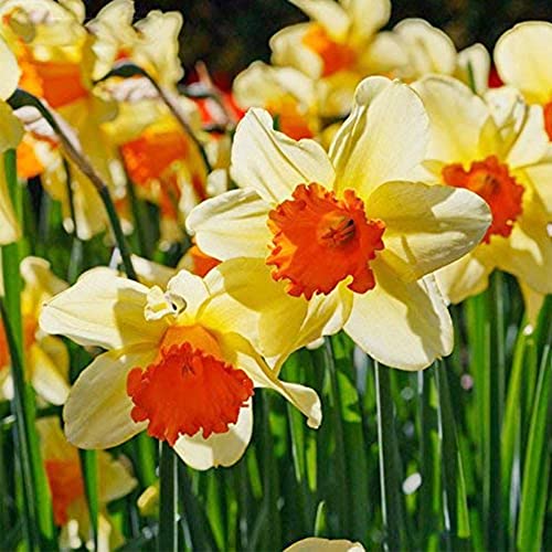 QAUZUY GARDEN Fresh 100pcs Mixed Double Petals Narcissus Daffodil Flower Seeds Perennial Flower Showy Plant Drought Tolerant Easy to Grow Attract Pollinators