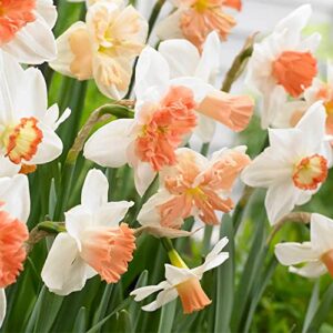 QAUZUY GARDEN Fresh 100pcs Mixed Double Petals Narcissus Daffodil Flower Seeds Perennial Flower Showy Plant Drought Tolerant Easy to Grow Attract Pollinators