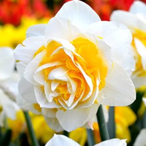 QAUZUY GARDEN Fresh 100pcs Mixed Double Petals Narcissus Daffodil Flower Seeds Perennial Flower Showy Plant Drought Tolerant Easy to Grow Attract Pollinators