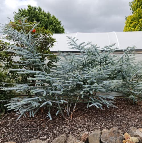 CHUXAY GARDEN 40 Seeds Eucalyptus Pulverulenta,Florist Silver Dollar,Silver-Leaved Mountain Gum Evergreen Tree Striking Landscaping Plant Privacy Screen