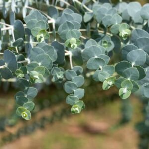 CHUXAY GARDEN 40 Seeds Eucalyptus Pulverulenta,Florist Silver Dollar,Silver-Leaved Mountain Gum Evergreen Tree Striking Landscaping Plant Privacy Screen