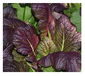 david’s garden seeds mustard greens red giant fba-3768 (red) 200 non-gmo, heirloom seeds