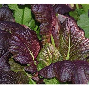 David's Garden Seeds Mustard Greens Red Giant FBA-3768 (Red) 200 Non-GMO, Heirloom Seeds