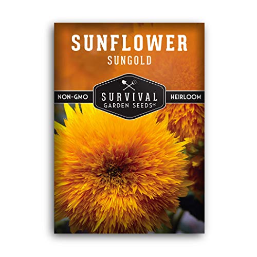 Survival Garden Seeds - Dwarf Sungold Sunflower Seed for Planting - Packet with Instructions to Plant and Grow Pom-Pom Teddy Bear Flowers in Your Home Vegetable Garden - Non-GMO Heirloom Variety