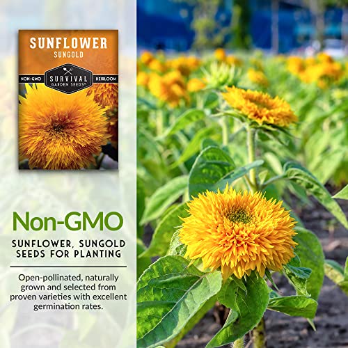 Survival Garden Seeds - Dwarf Sungold Sunflower Seed for Planting - Packet with Instructions to Plant and Grow Pom-Pom Teddy Bear Flowers in Your Home Vegetable Garden - Non-GMO Heirloom Variety