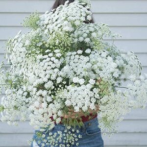 david’s garden seeds flower ammi white dill 8375 (white) 100 non-gmo, heirloom seeds