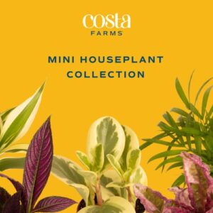 Costa Farms Mini Houseplants (6 Pack), Easy Grow Live Indoor House Plants in Nursery Plant Pots, Grower's Choice with Soil Potting Mix, Potted Home Décor Planter or Outdoor Garden Gift