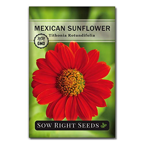 Sow Right Seeds - Mexican Sunflower Seed for Planting- Full Packet with Instructions, Beautiful Non-GMO Heirloom Flower to Plant, Wonderful Gardening Gift (1 Packet)