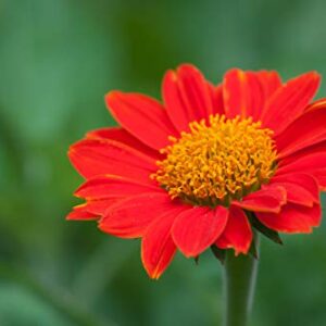 Sow Right Seeds - Mexican Sunflower Seed for Planting- Full Packet with Instructions, Beautiful Non-GMO Heirloom Flower to Plant, Wonderful Gardening Gift (1 Packet)