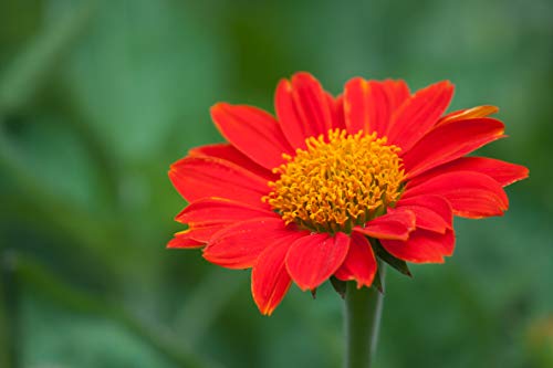 Sow Right Seeds - Mexican Sunflower Seed for Planting- Full Packet with Instructions, Beautiful Non-GMO Heirloom Flower to Plant, Wonderful Gardening Gift (1 Packet)