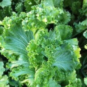 500 Green Wave Mustard Seeds for Planting Heirloom Non GMO 1.25+ Grams Garden Vegetable Bulk Survival