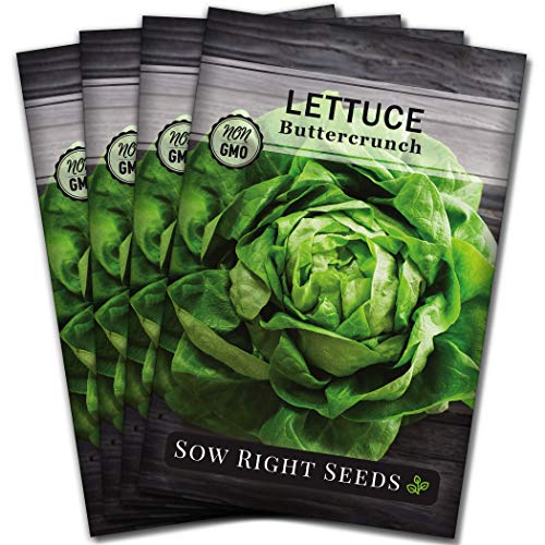 Sow Right Seeds - Buttercrunch Lettuce Seed for Planting - Non-GMO Heirloom Packet with Instructions to Plant a Home Vegetable Garden, Indoors or Outdoor; Great Gardening Gift (4)