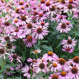 bravado echinacea flower garden seeds (purple coneflower) – packet of 100 seeds – perennial flower gardening seed – echinacea purpurea