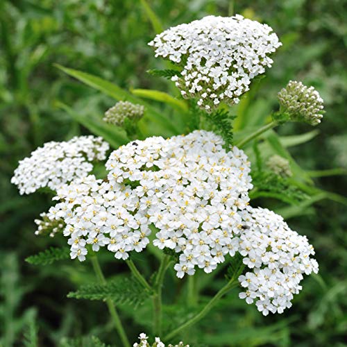 Outsidepride Perennial Achillea Millefolium Yarrow White Wild Flower & Herb Garden Plant - 1/4 LB