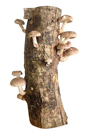 12" Shiitake Mushroom Log Grow Gourmet Mushrooms Grow in Your Garden