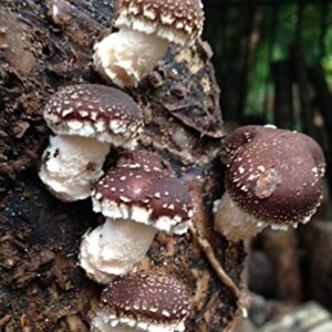 12" Shiitake Mushroom Log Grow Gourmet Mushrooms Grow in Your Garden