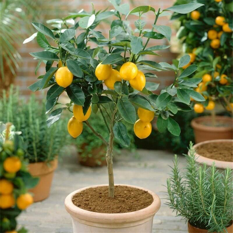 30pcs Lemon Tree Seeds for Planting, Non-GMO Heirloom and Organic, High Survival Rate Fruit for Home Garden